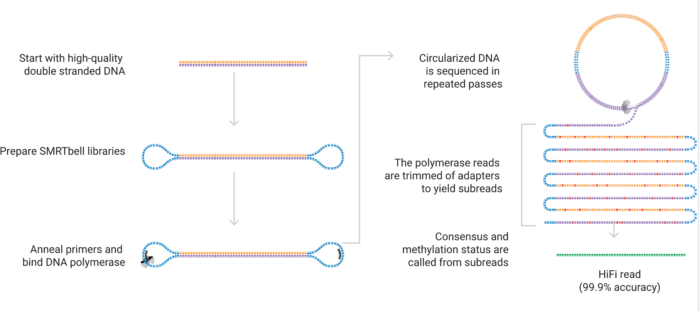 PacBio Sequel Sequencing - Georgia Genomics and Bioinformatics Core (GGBC)