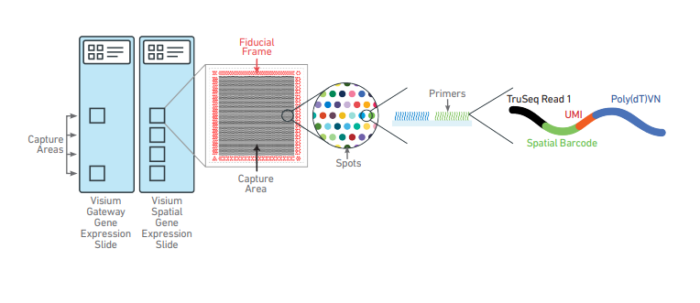 Visium Spatial Genomics: Discontinued. - GGBC